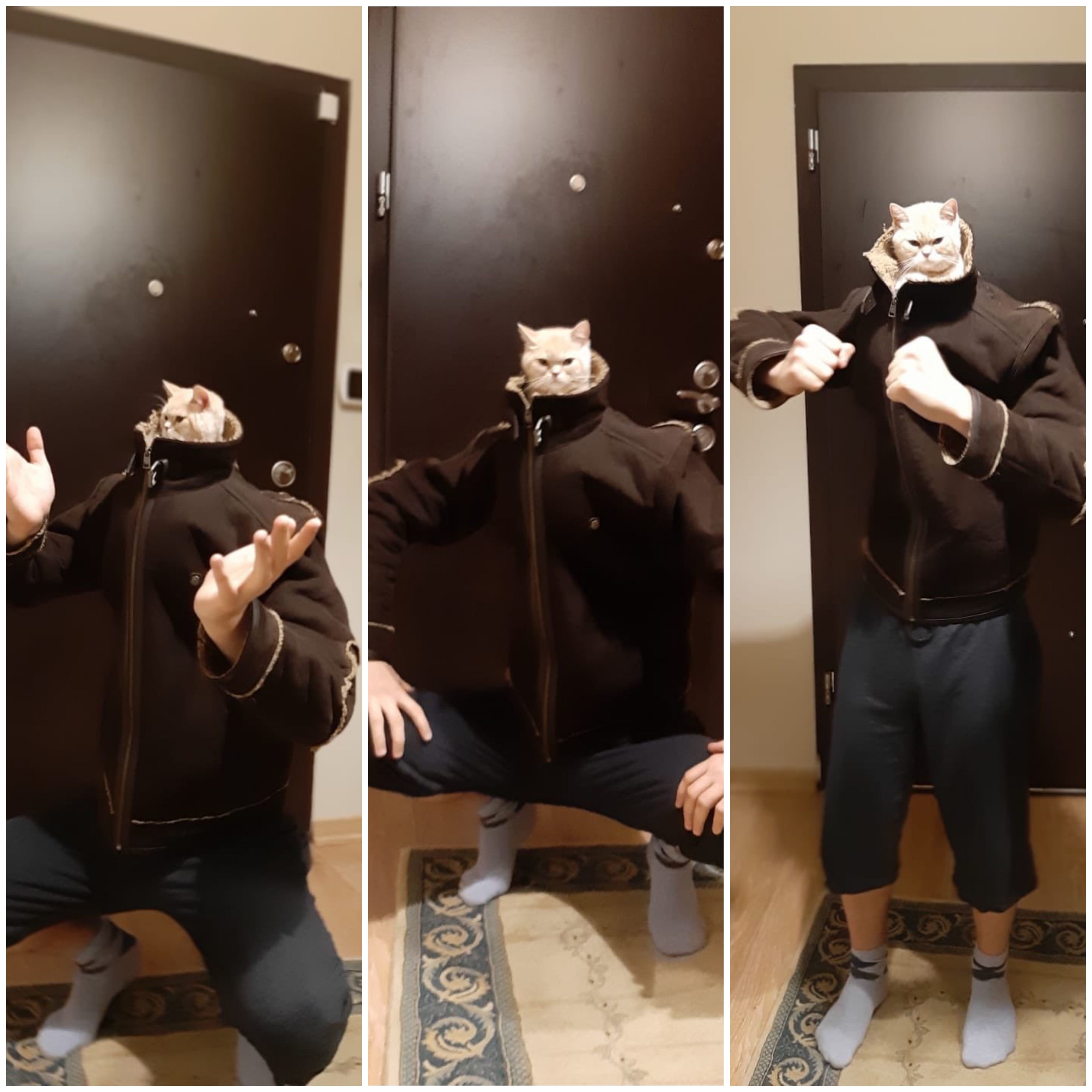 Cat head tracksuit squatting Meme Template | Insider Memes | Viral Meme ...